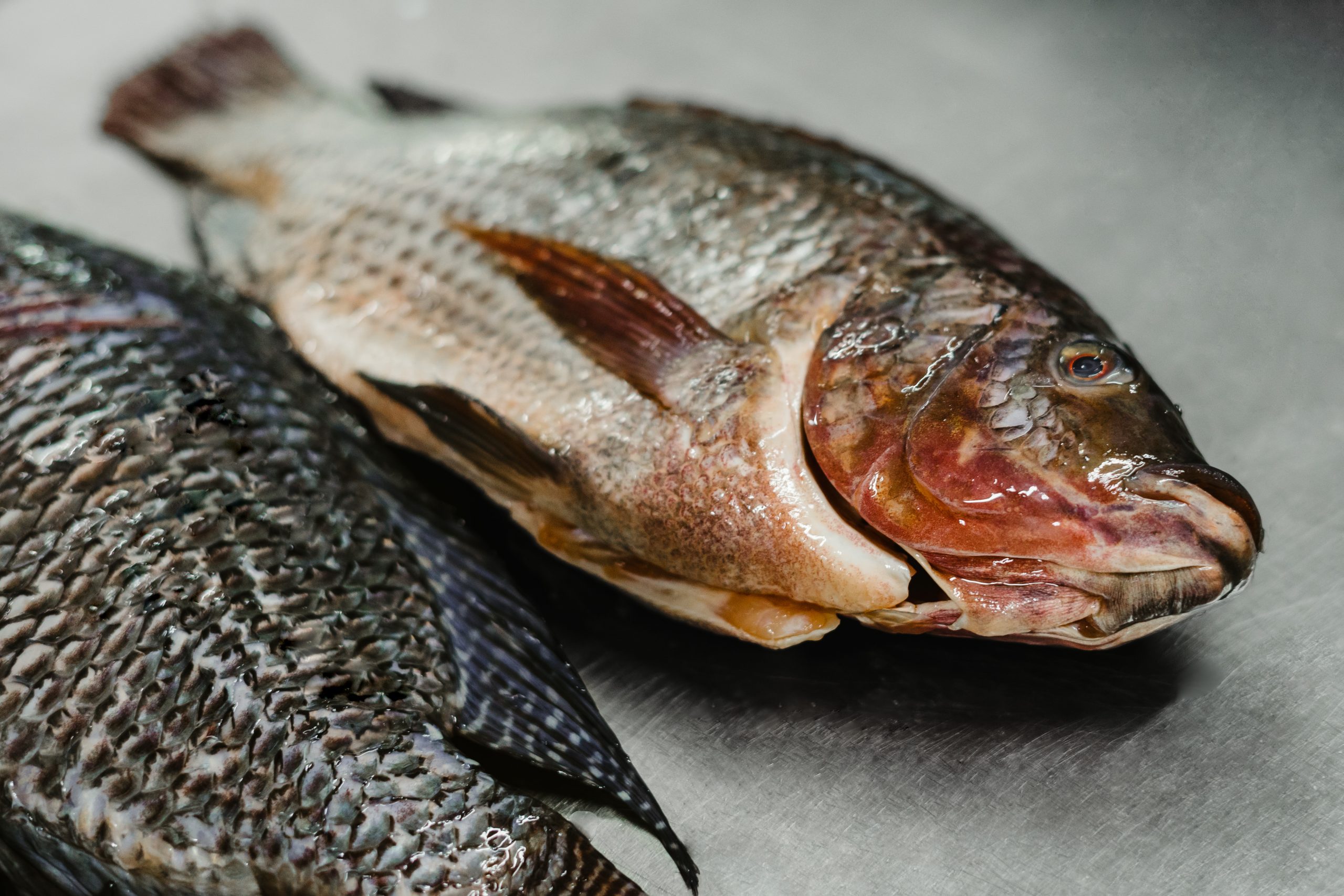 exports – Riverpez