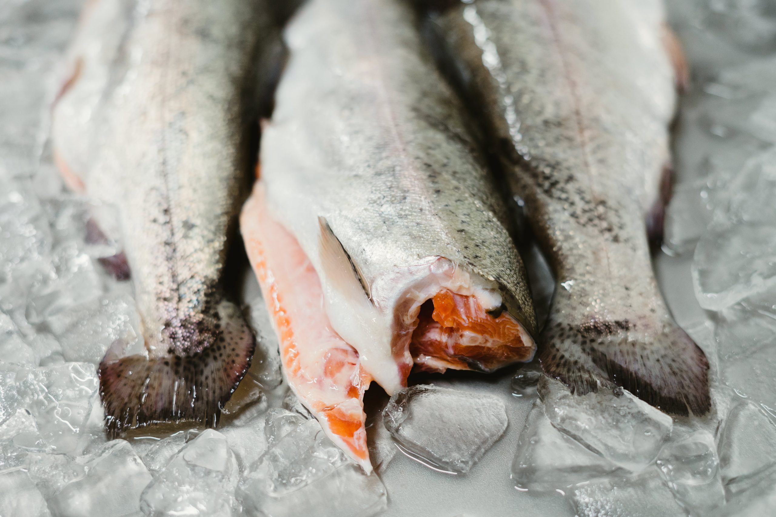 exports – Riverpez