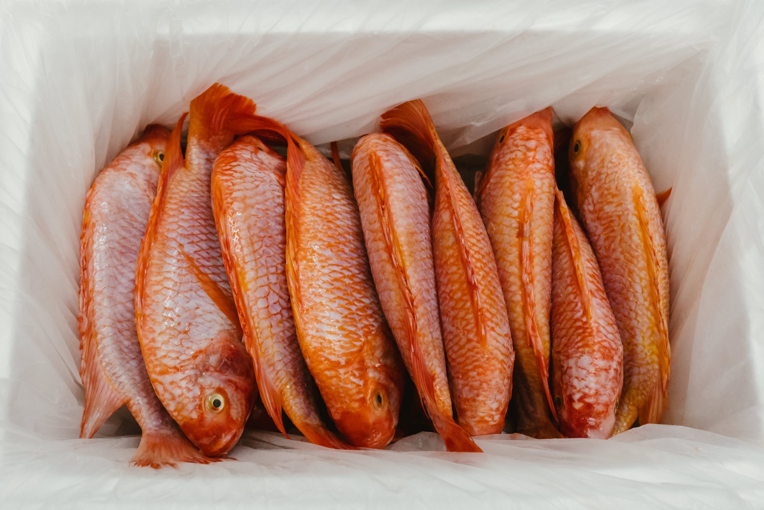 exports – Riverpez