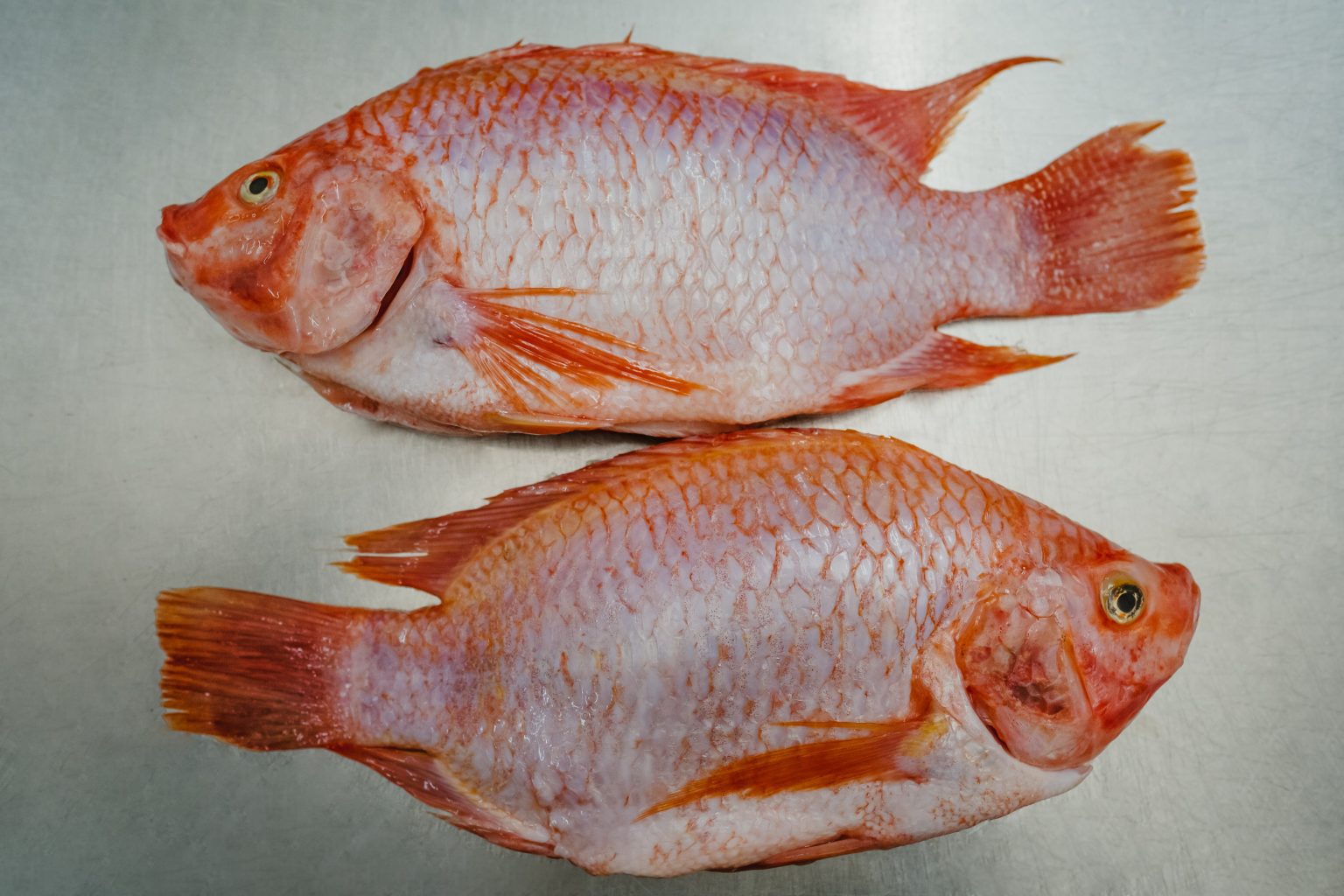 exports – Riverpez