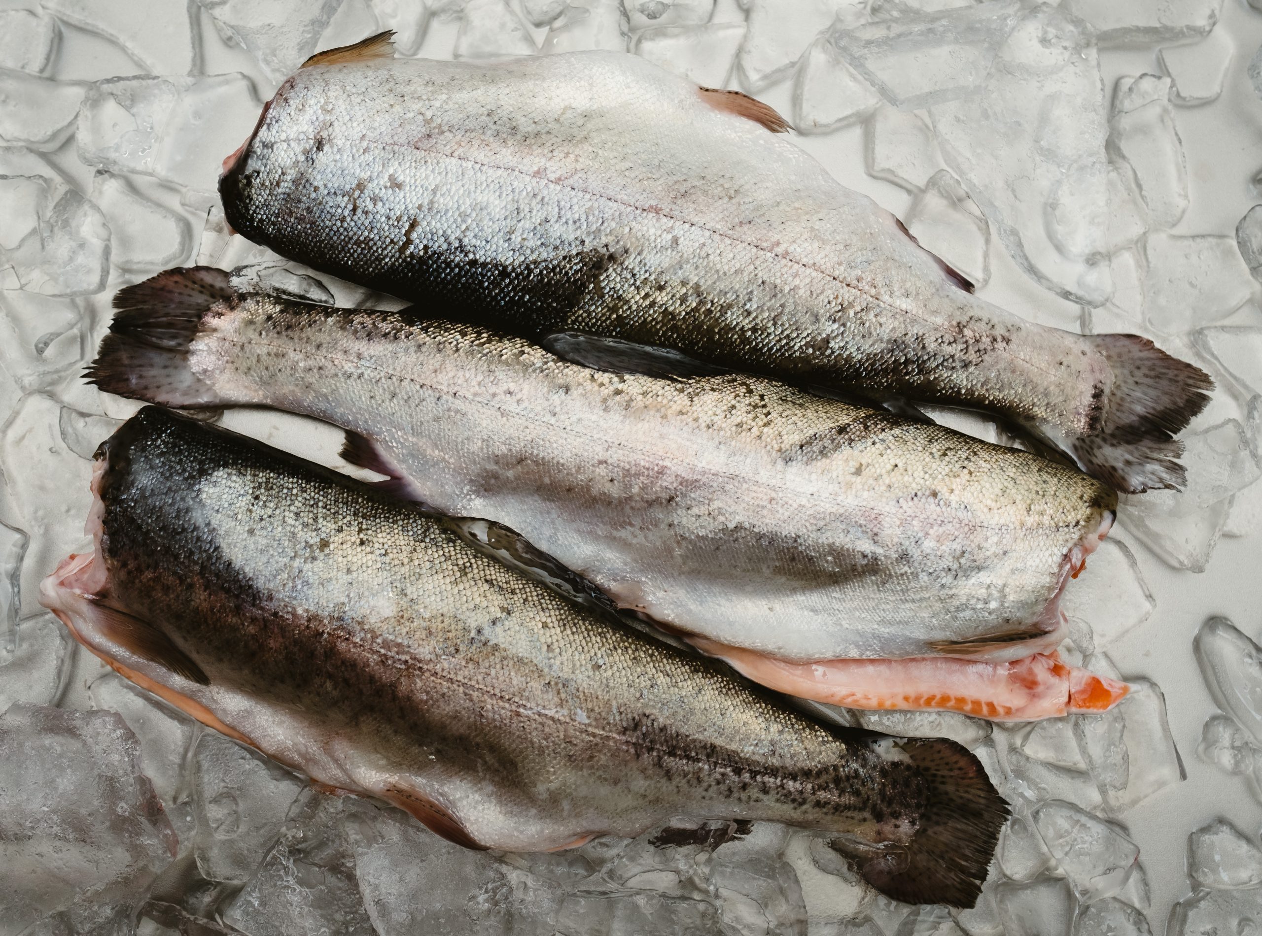 exports – Riverpez